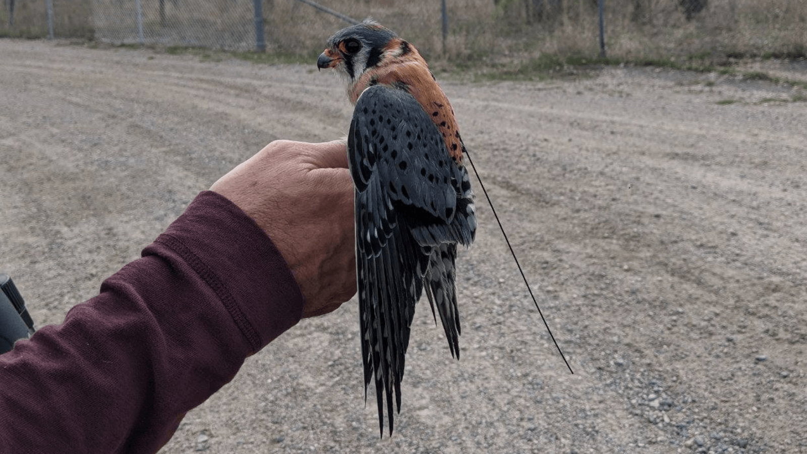 Motus - American Bird Conservancy