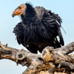 Recent Condor Deaths from Avian Flu Are a Reminder of the Species ...