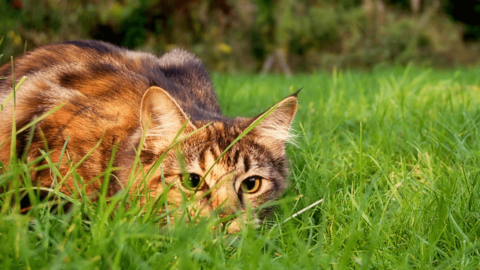 Cats & Invasive Species - American Bird Conservancy
