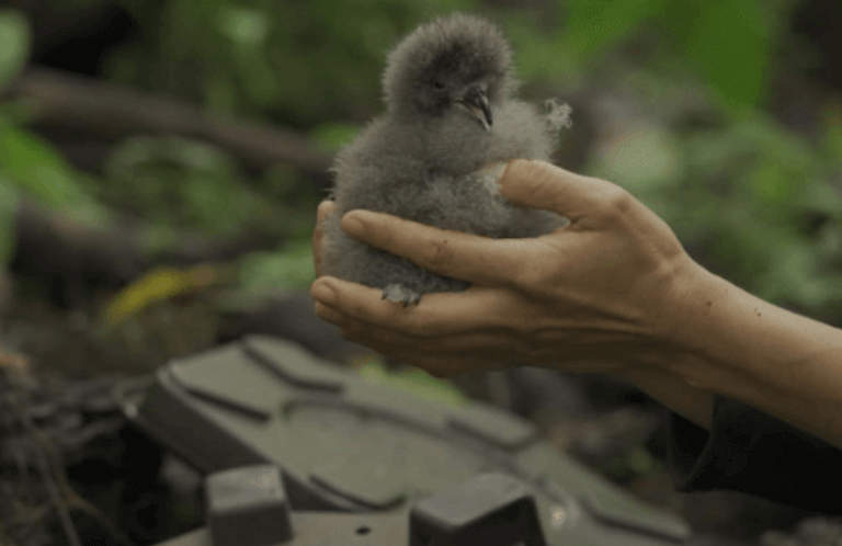 Aid for a Struggling Galápagos Seabird — on Private Lands, in ...