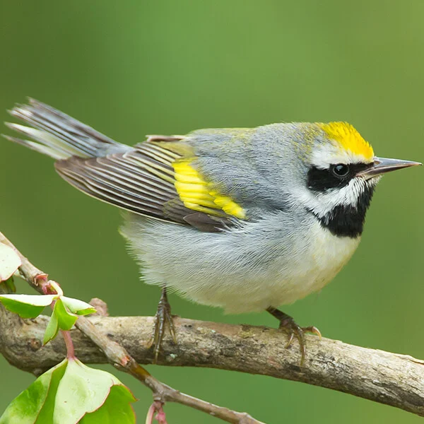 BirdsPlus - American Bird Conservancy