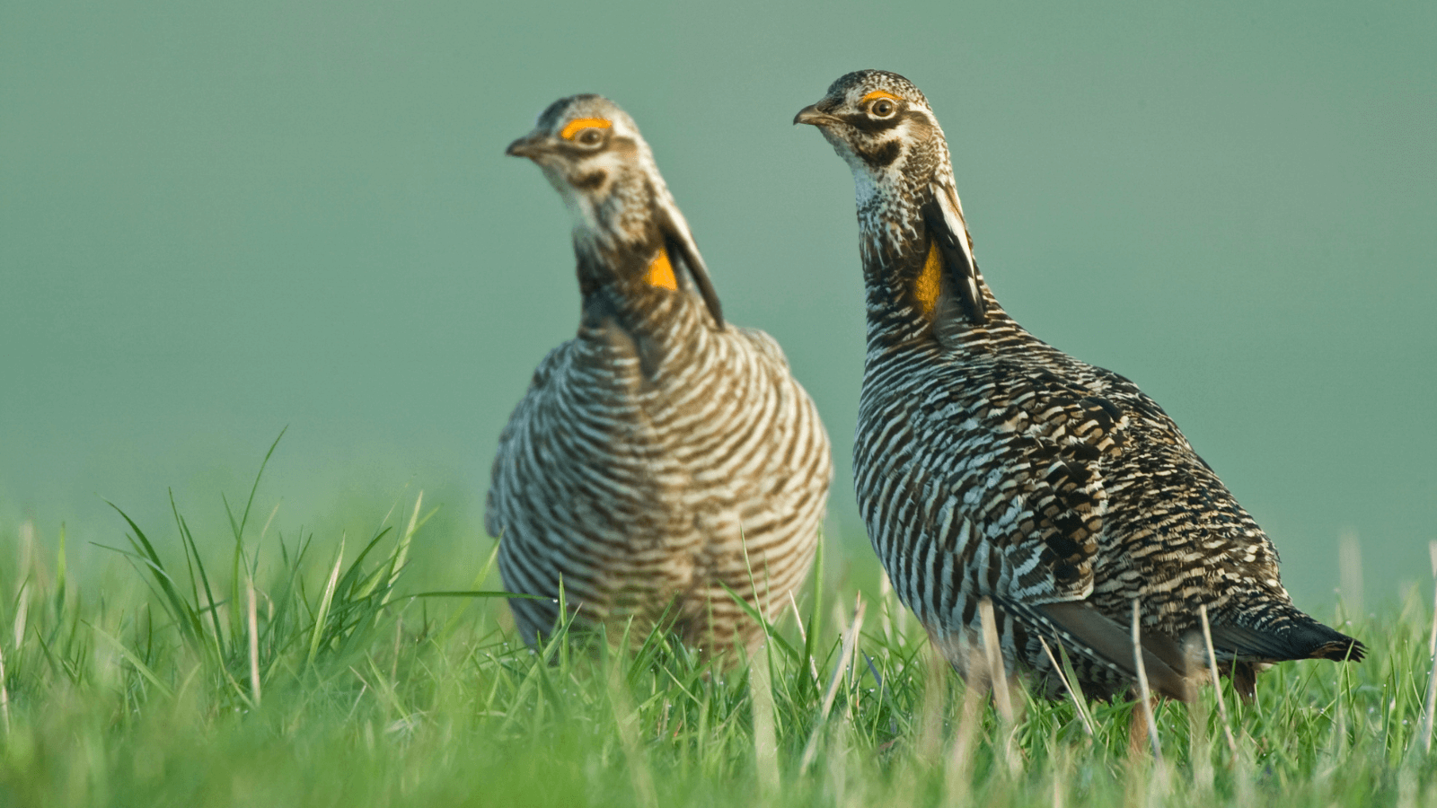 Neonicotinoid Pesticides Threaten Attwater's Prairie-Chicken and Other ...