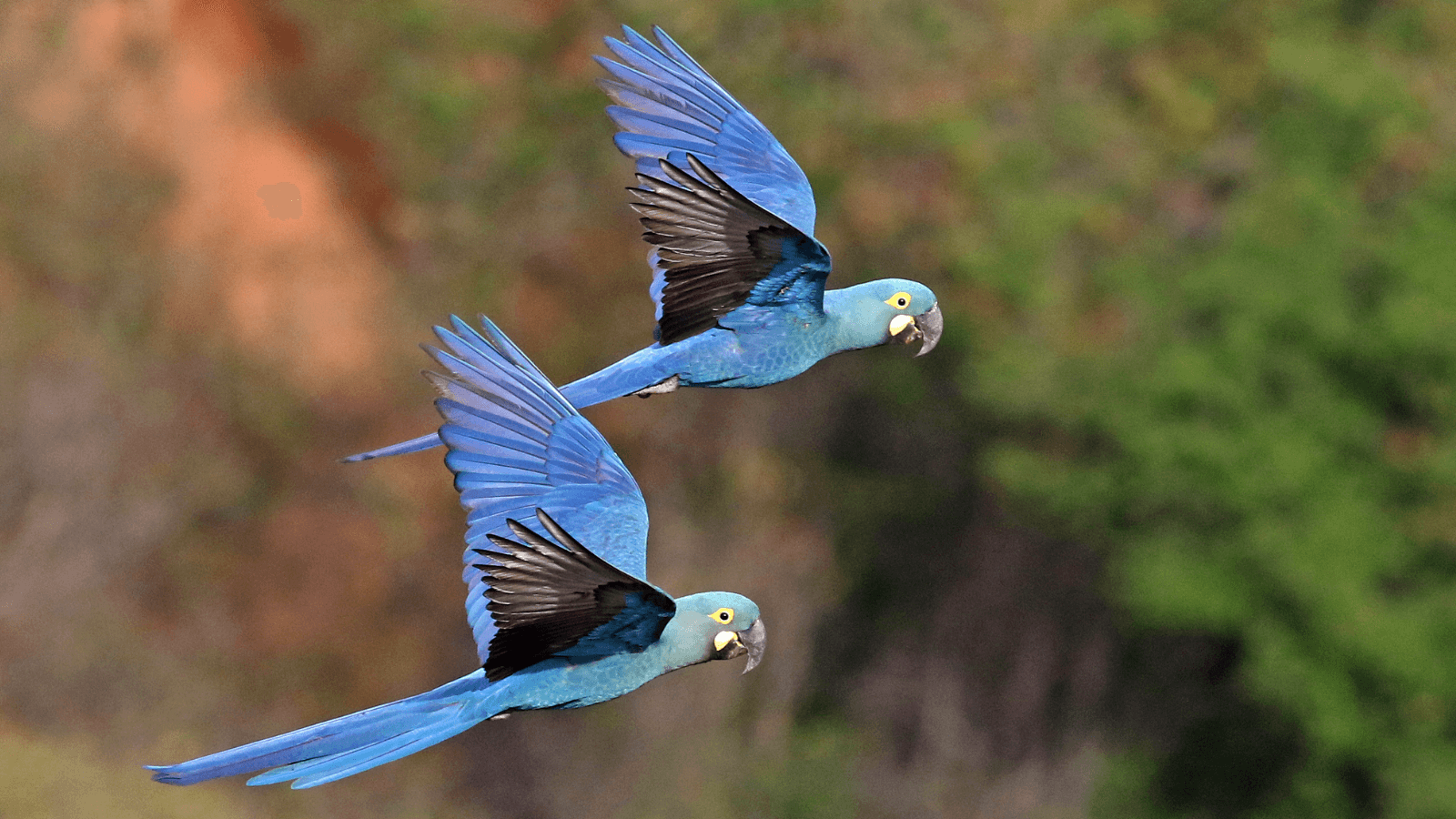 Alliance for Zero Extinction Initiative Fund Continues to Close Gaps in ...