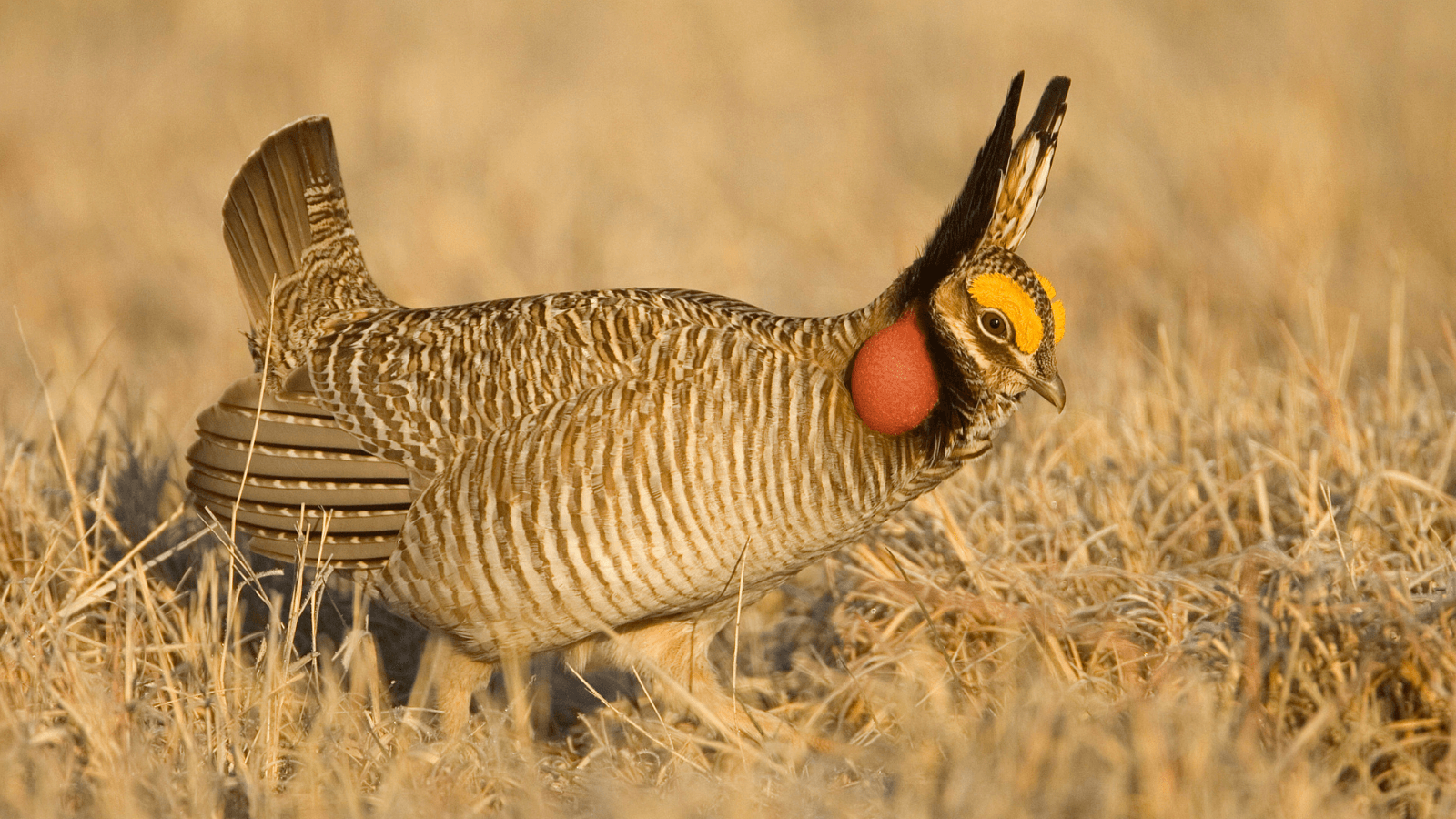 Southern Lesser Prairie-Chicken Population Declared ‘Endangered' by U.S ...