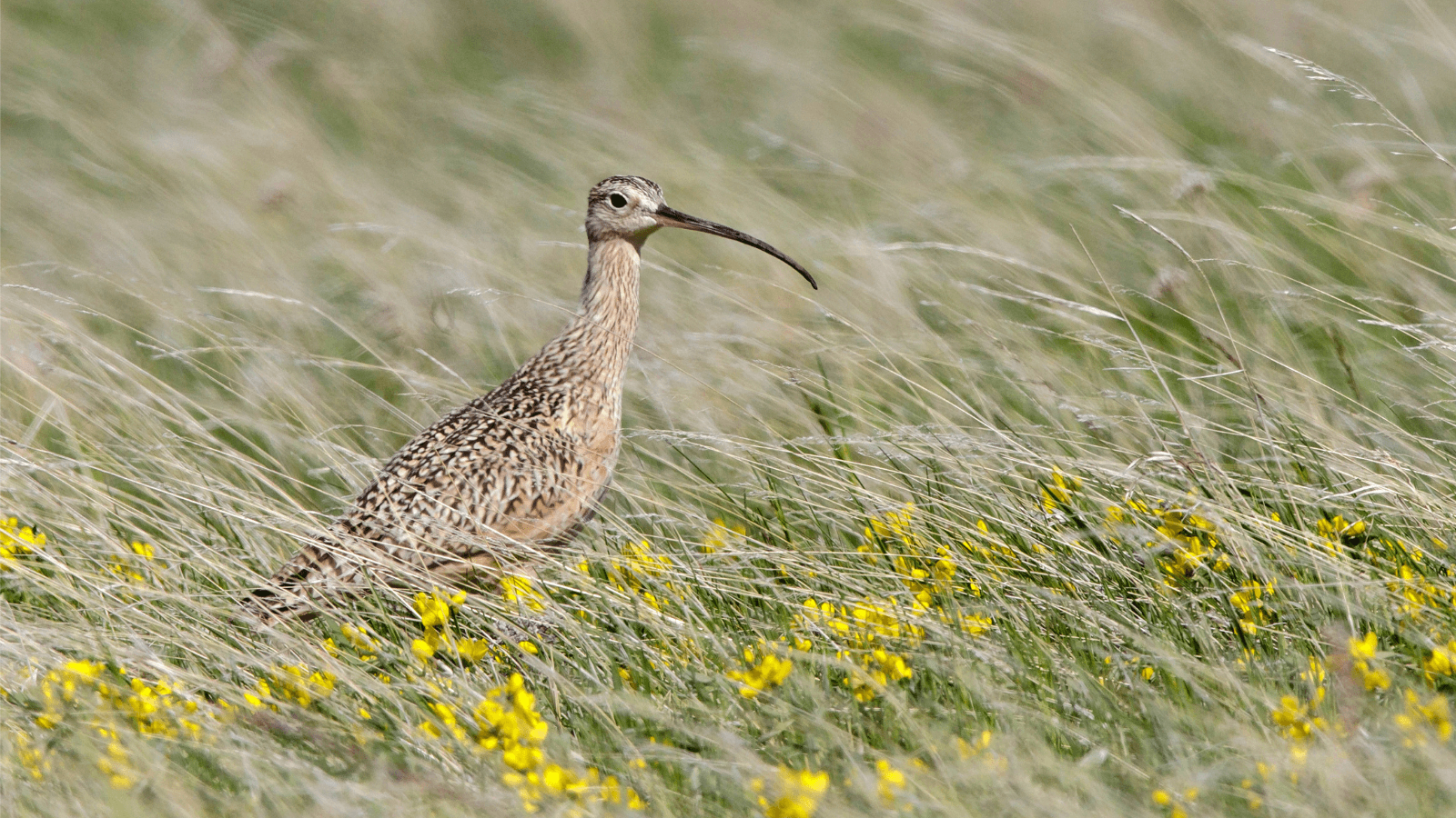 Habitat Conservation for Long-billed Curlews in South Dakota and Beyond ...