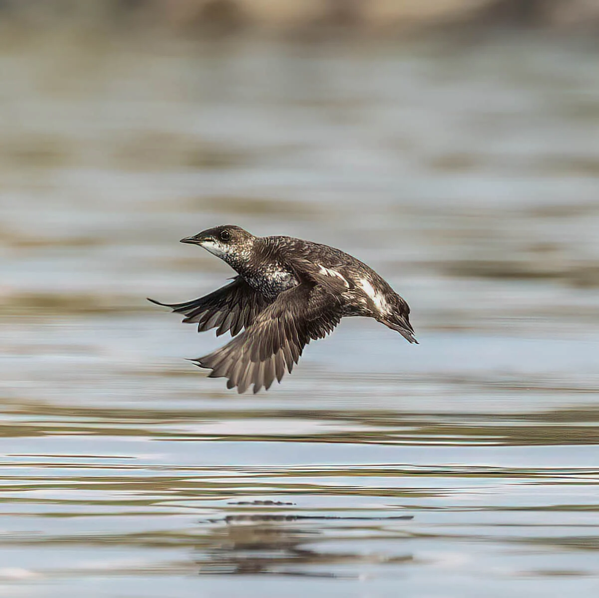 Marbled Murrelet - American Bird Conservancy