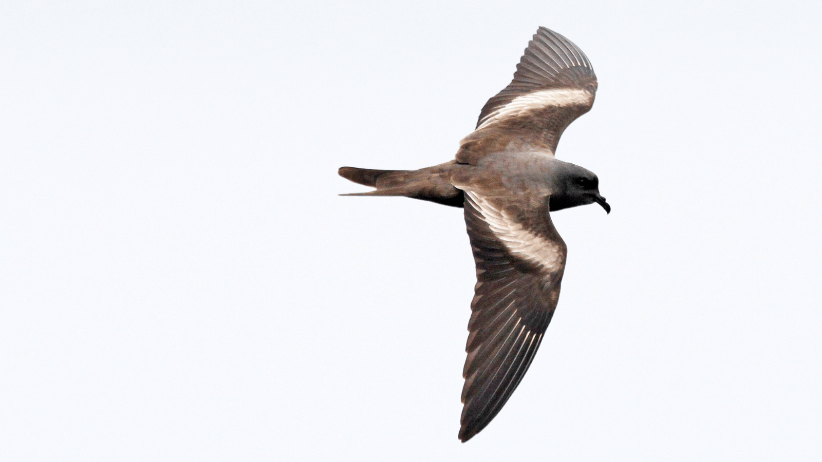 Hope for a Secretive Seabird: New ABC-Supported Reserve Provides ...