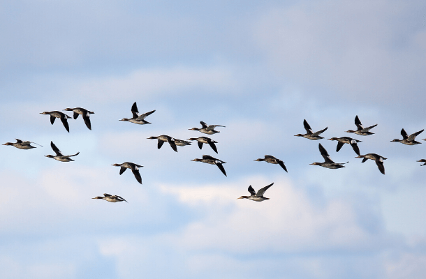 Icebreaker Project Approved Despite Risk to Migratory Birds - American ...