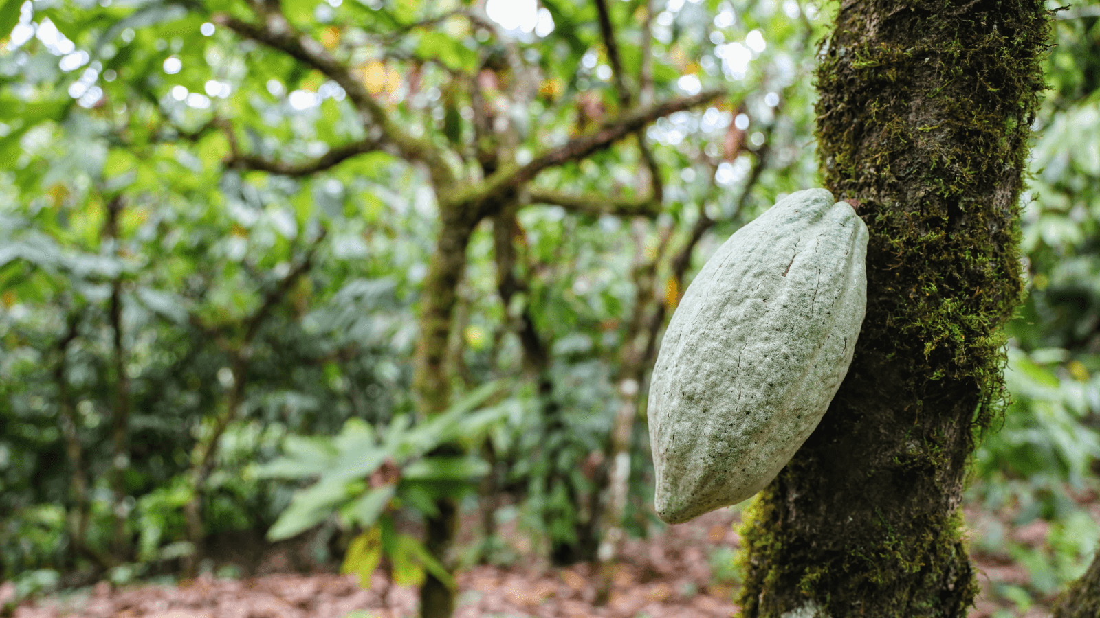 Habitat on Tropical Farms Can Be a Sweet Deal for People and Birds ...