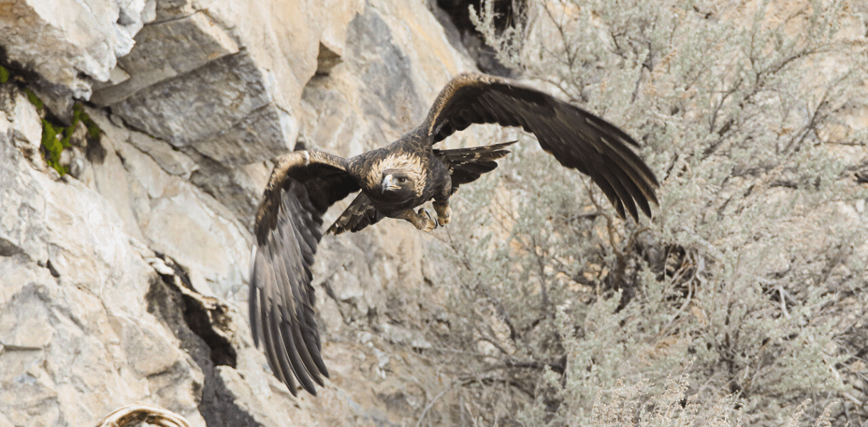 Weakened Migratory Bird Treaty Act Is a Major Setback for Wildlife ...