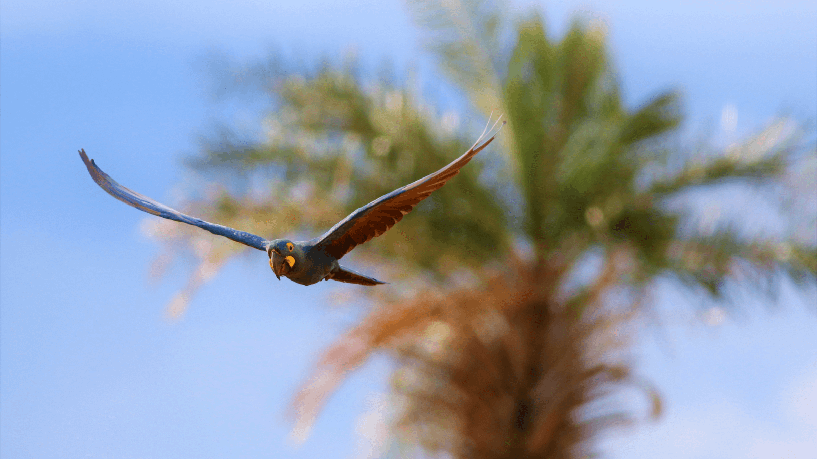Lawsuit Challenges Wind Project Threatening Lear's Macaw Habitat ...
