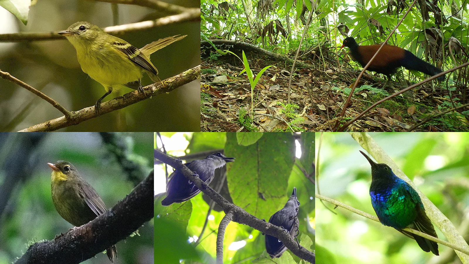 New Analysis Reveals 126 Birds are Lost to Science and Haven't Had a ...
