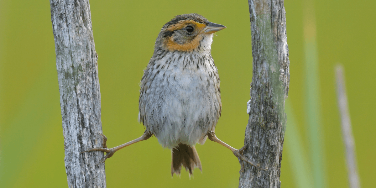 2025 U.S. State of the Birds Report Addresses Conservation Needs Across ...