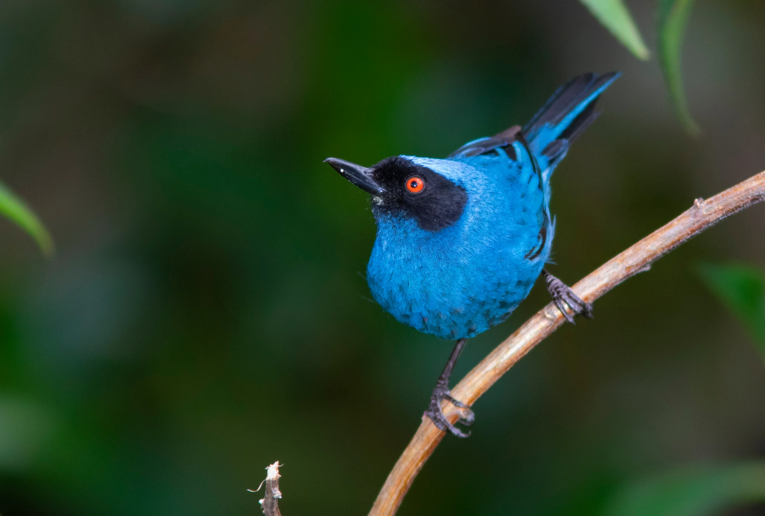 Our Impact - American Bird Conservancy