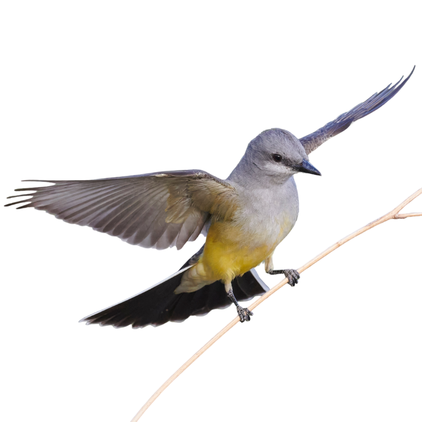 American Bird Conservancy