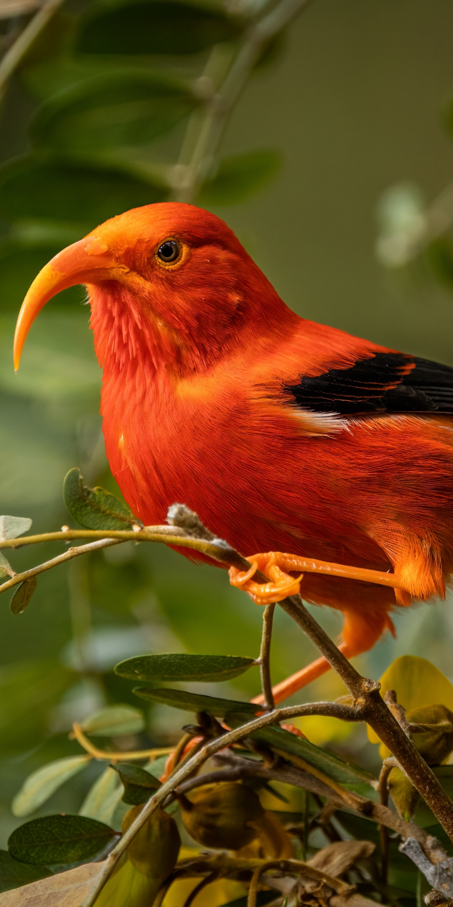 Birds Archive - American Bird Conservancy