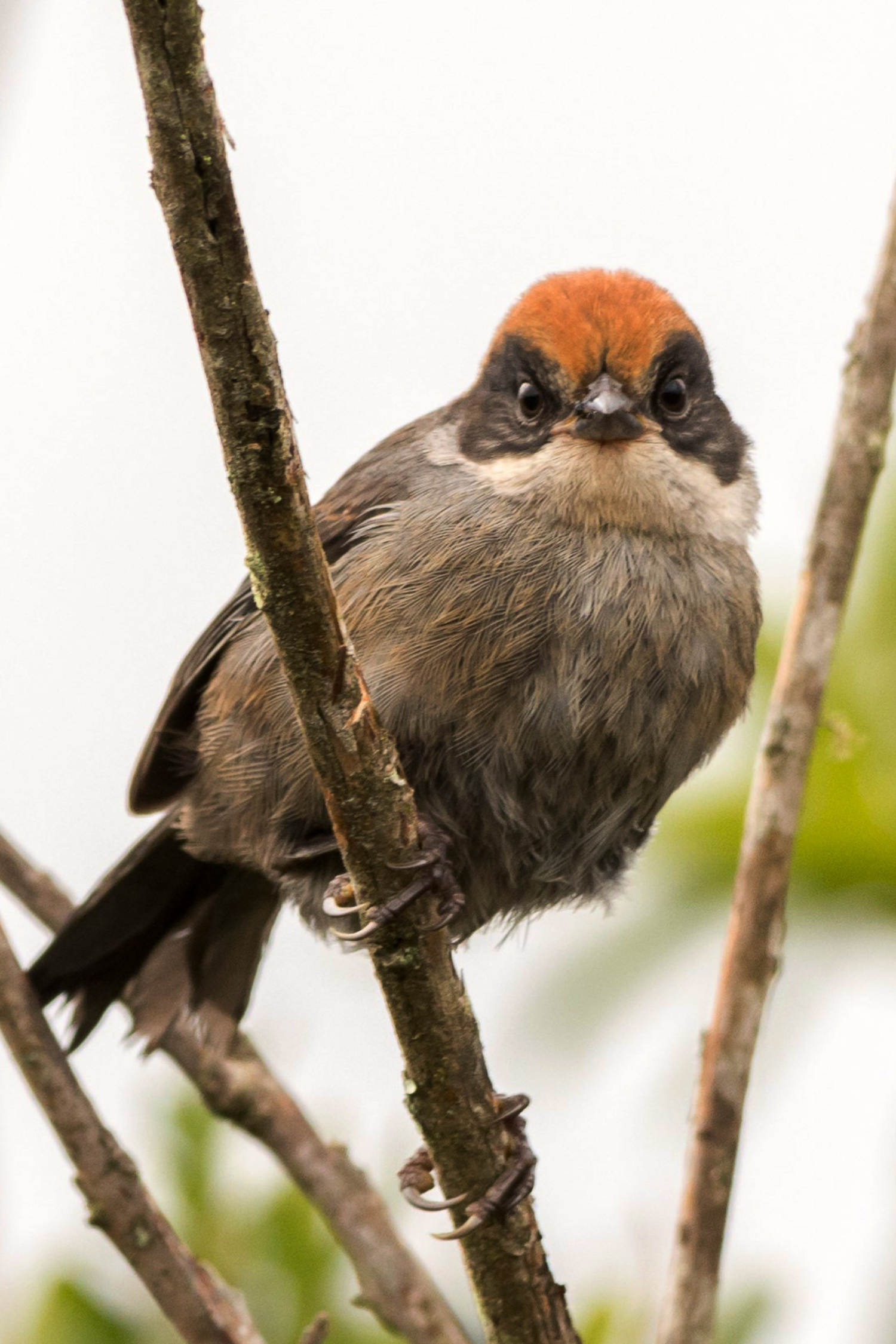 Birds Archive - American Bird Conservancy