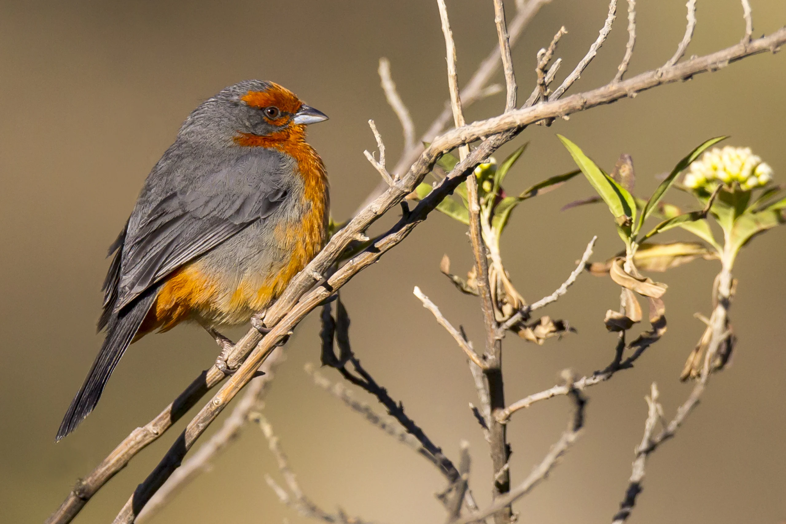 Cochabamba Mountain Finch - American Bird Conservancy