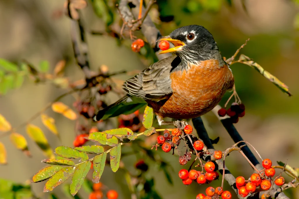 American Robin American Bird Conservancy American Robin American Bird Conservancy