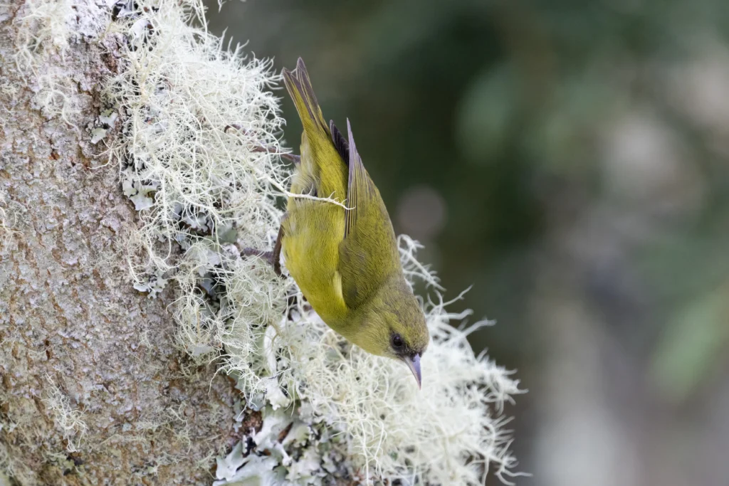 ʻAlawī (Hawaiʻi Creeper) - American Bird Conservancy