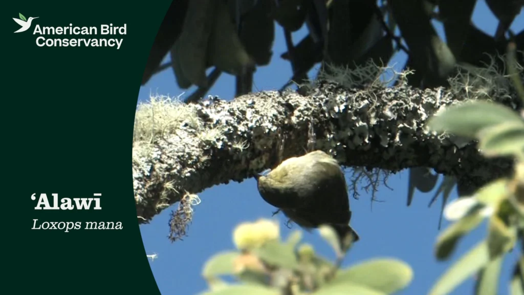 ʻAlawī (Hawaiʻi Creeper) - American Bird Conservancy