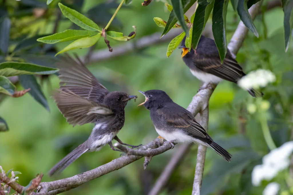 Black Phoebe - American Bird Conservancy