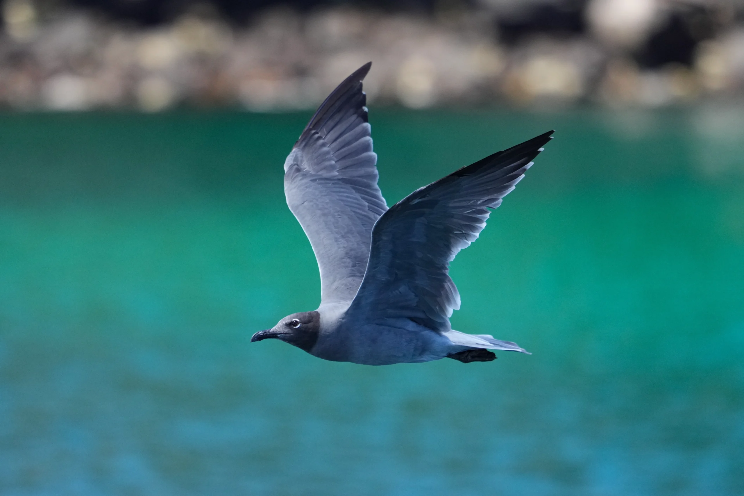 Lava Gull - American Bird Conservancy
