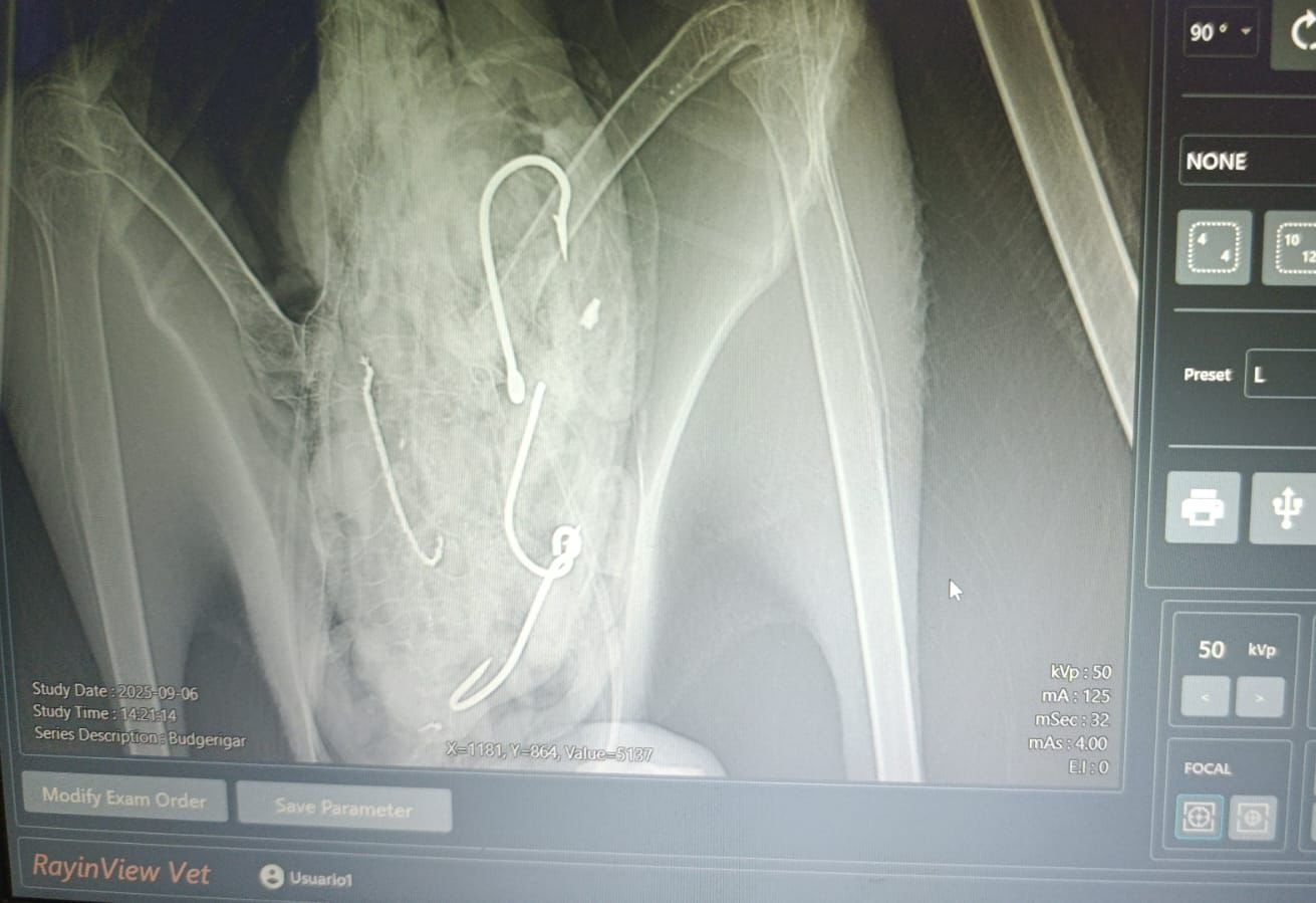 Rare Albatross Makes Remarkable Recovery After Swallowing Multiple ...