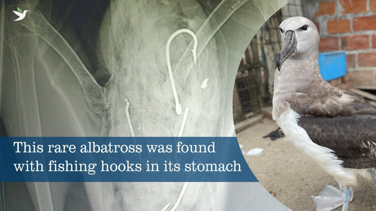 Rare Albatross Makes Remarkable Recovery After Swallowing Multiple ...
