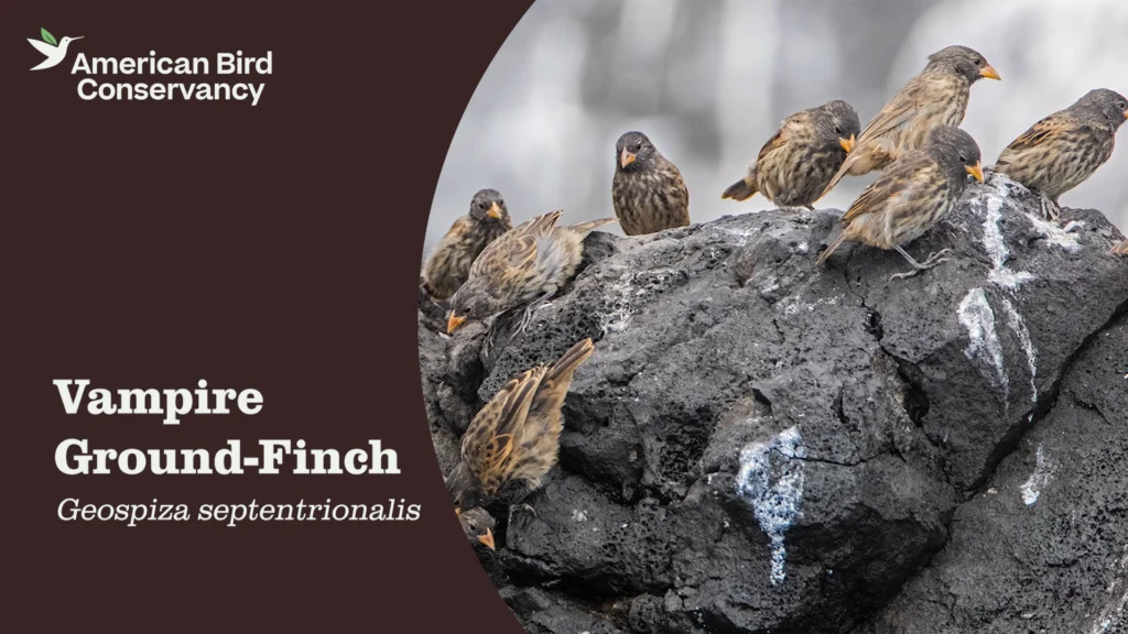 Vampire Ground-Finch - American Bird Conservancy