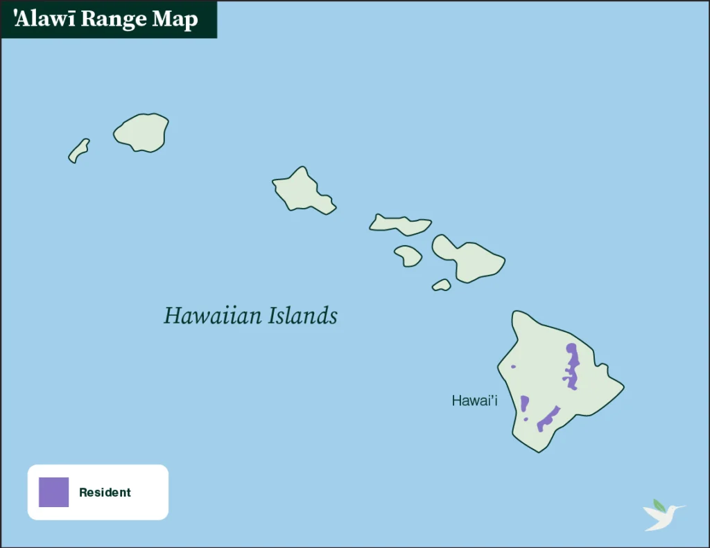 ʻAlawī (Hawaiʻi Creeper) - American Bird Conservancy