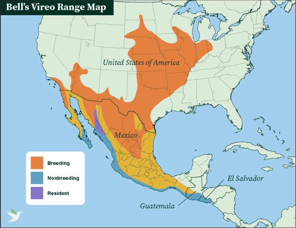 Bell's Vireo - American Bird Conservancy