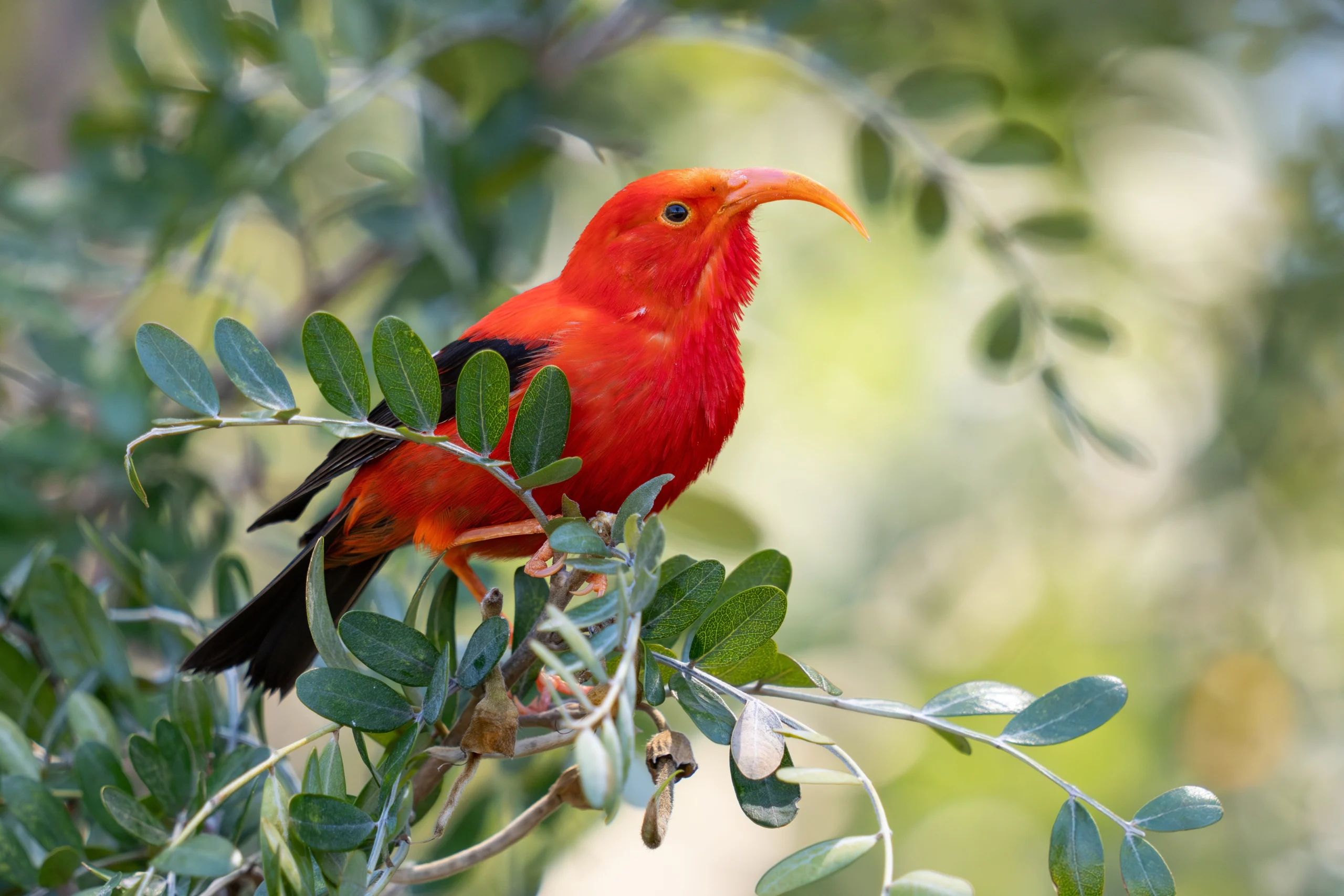 Proposed Endangered Species Act Rule Changes Pose Major Risks to Birds ...