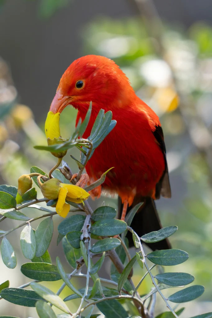 Proposed Endangered Species Act Rule Changes Pose Major Risks to Birds ...