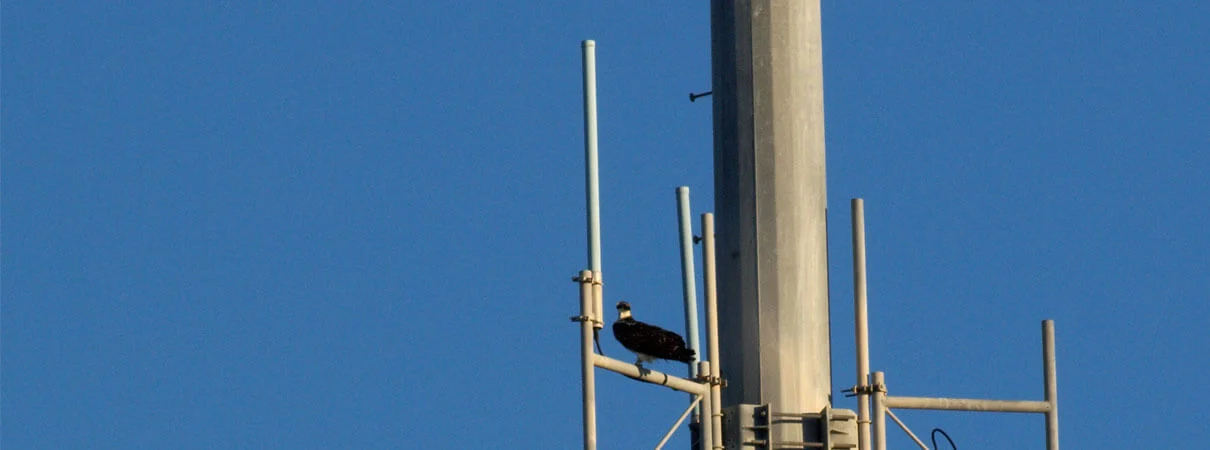 Bird Collisions and Communications Towers - American Bird Conservancy
