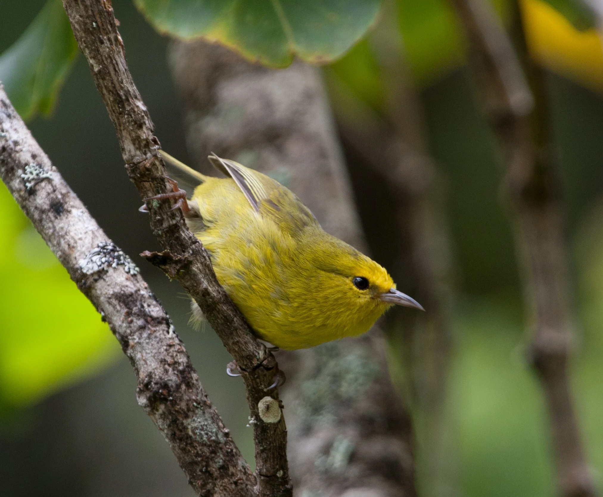 Maui ʻAlauahio - American Bird Conservancy