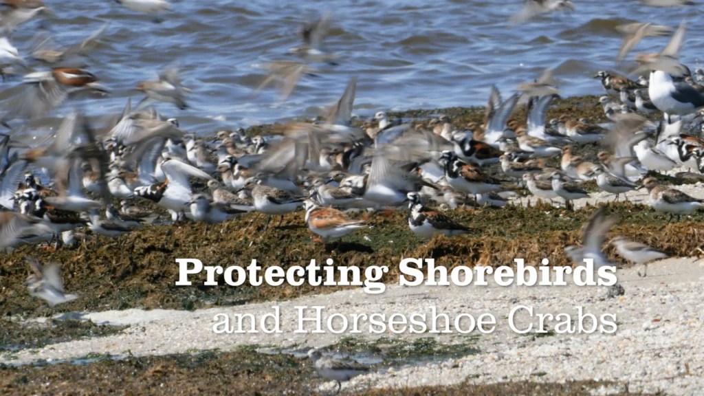 A Win for Red Knots as New York Acts to Protect Horseshoe Crabs ...