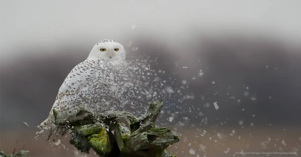 3 Billion Birds Gone - American Bird Conservancy