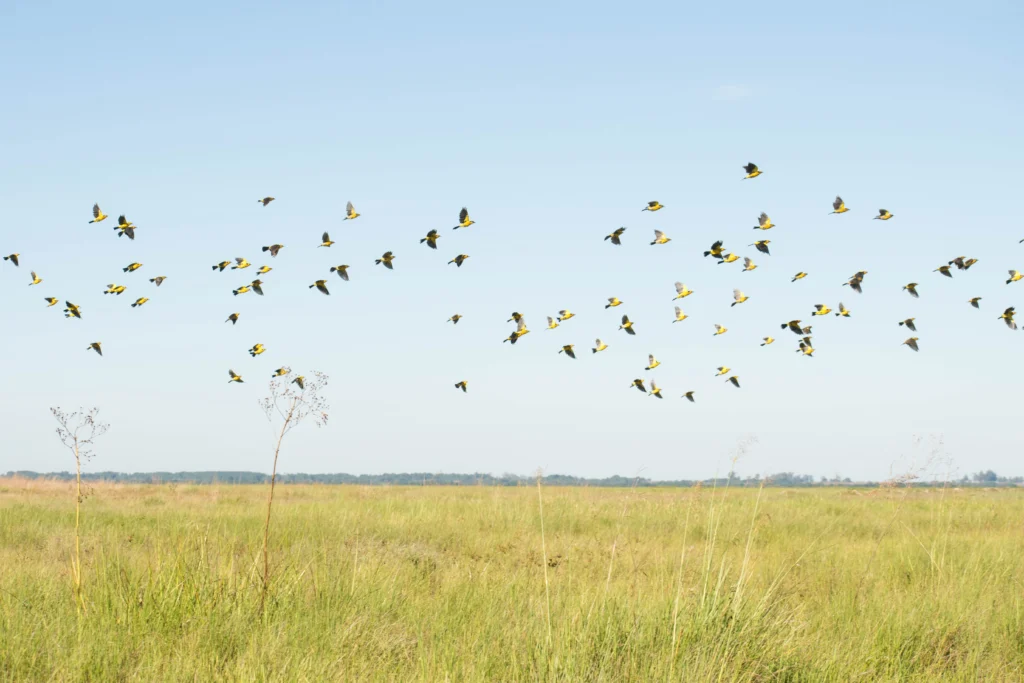 New Argentina Reserve Will Help Protect Grassland Home of Rare Saffron ...