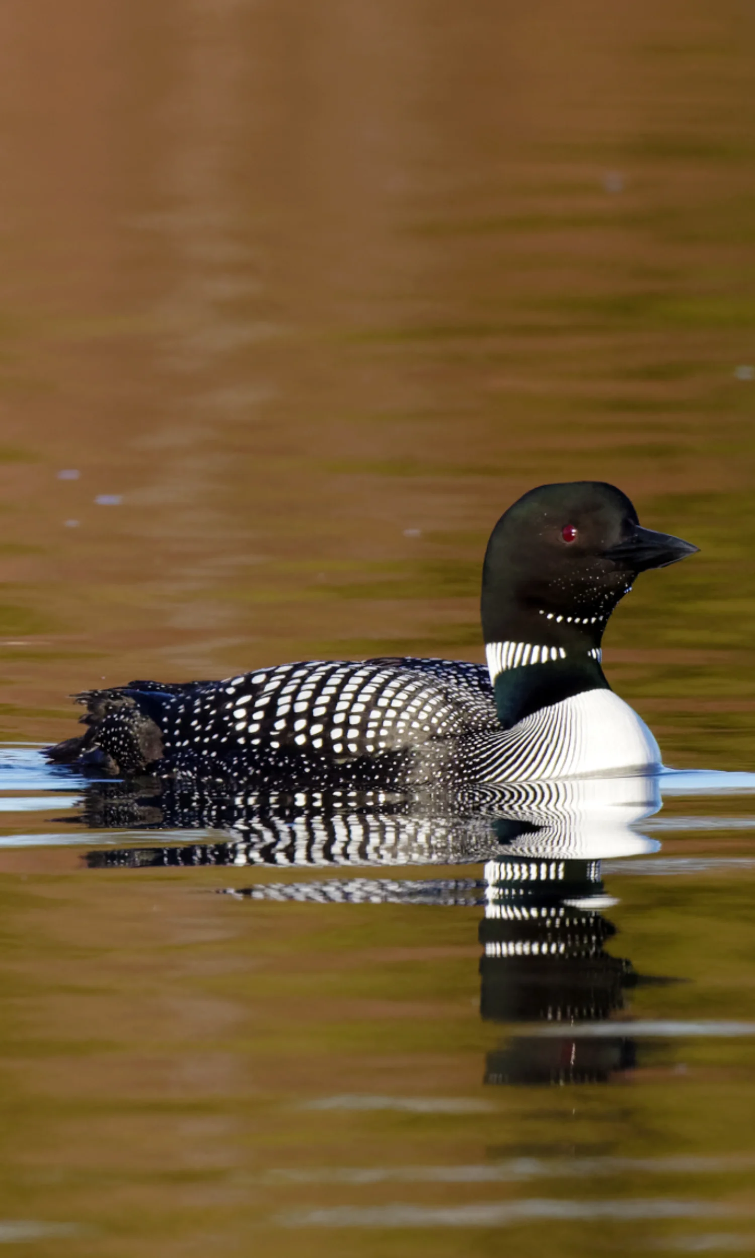 Common Loon - American Bird Conservancy