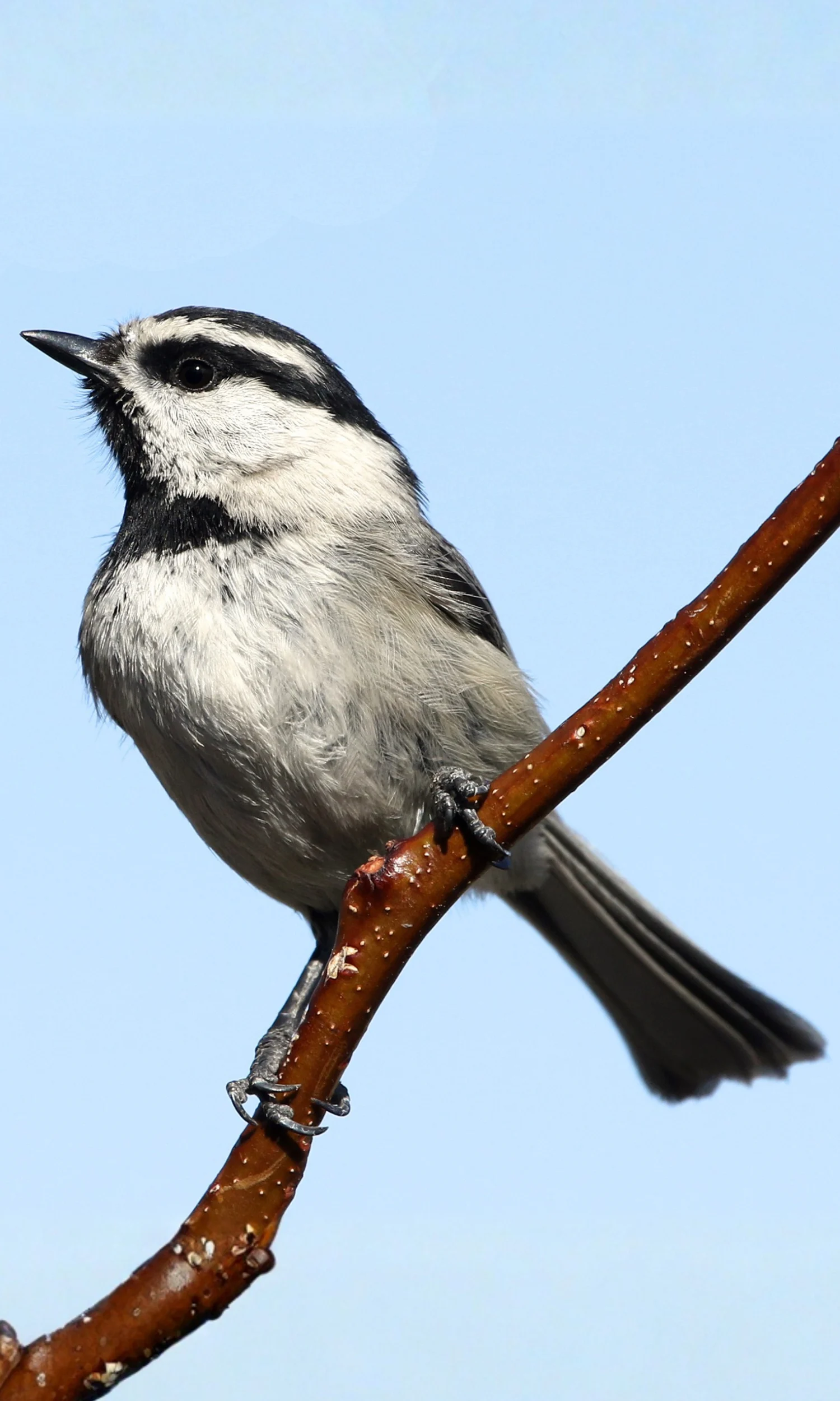 Mountain Chickadee - American Bird Conservancy
