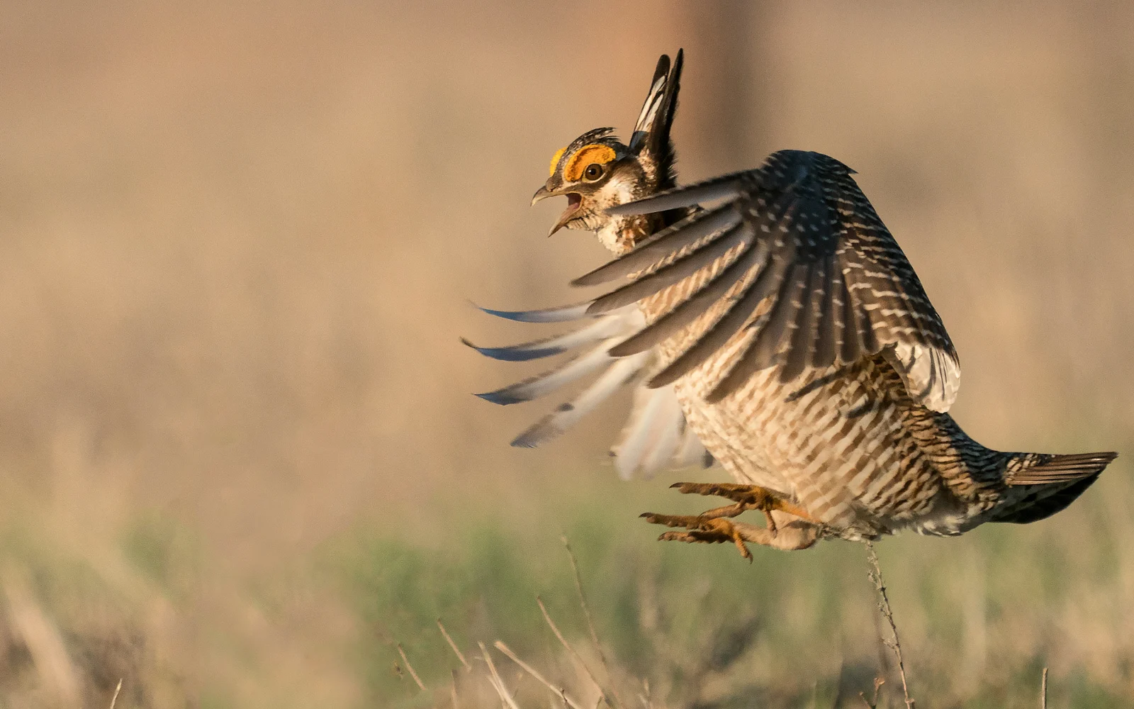 With Removal From the Endangered Species Act, the Lesser Prairie ...