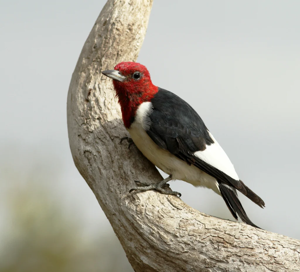Red-headed Woodpecker - American Bird Conservancy